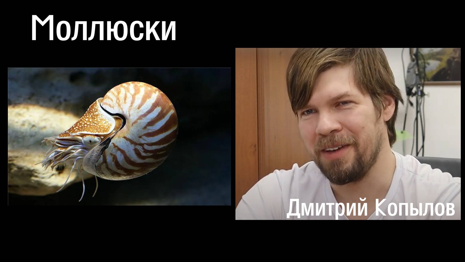 Моллюски