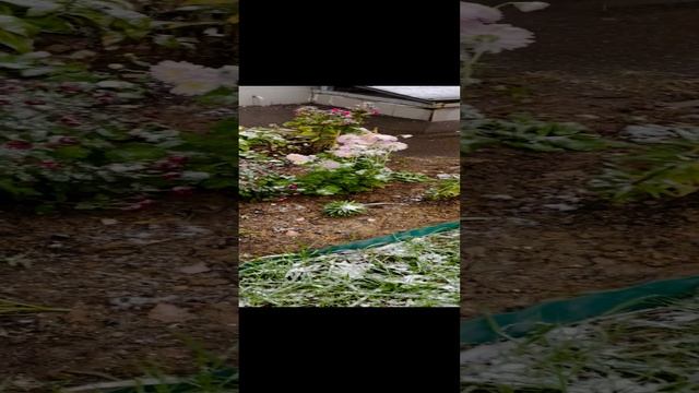 Первый снег