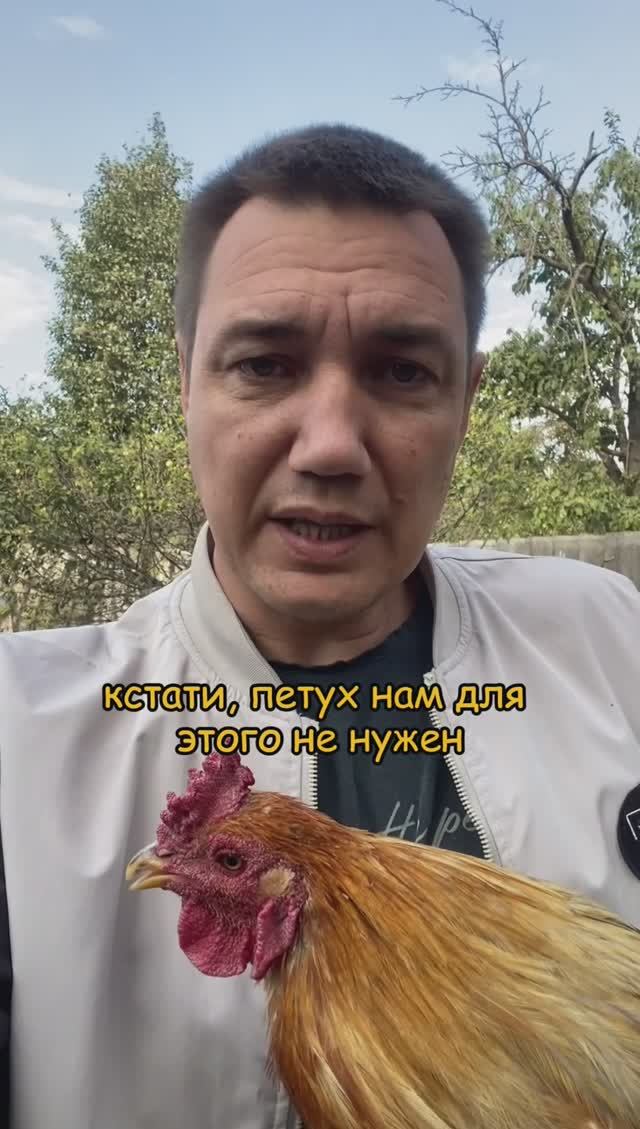 Диетическое яйцо и столовое яйцо. Как отличить? #домуреки #жизньвдеревне #несушки