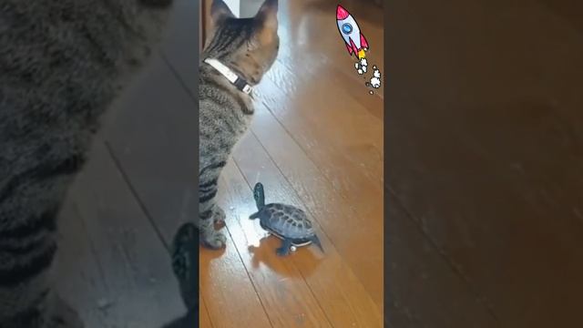 ОХОТА ЗА КОТОМ