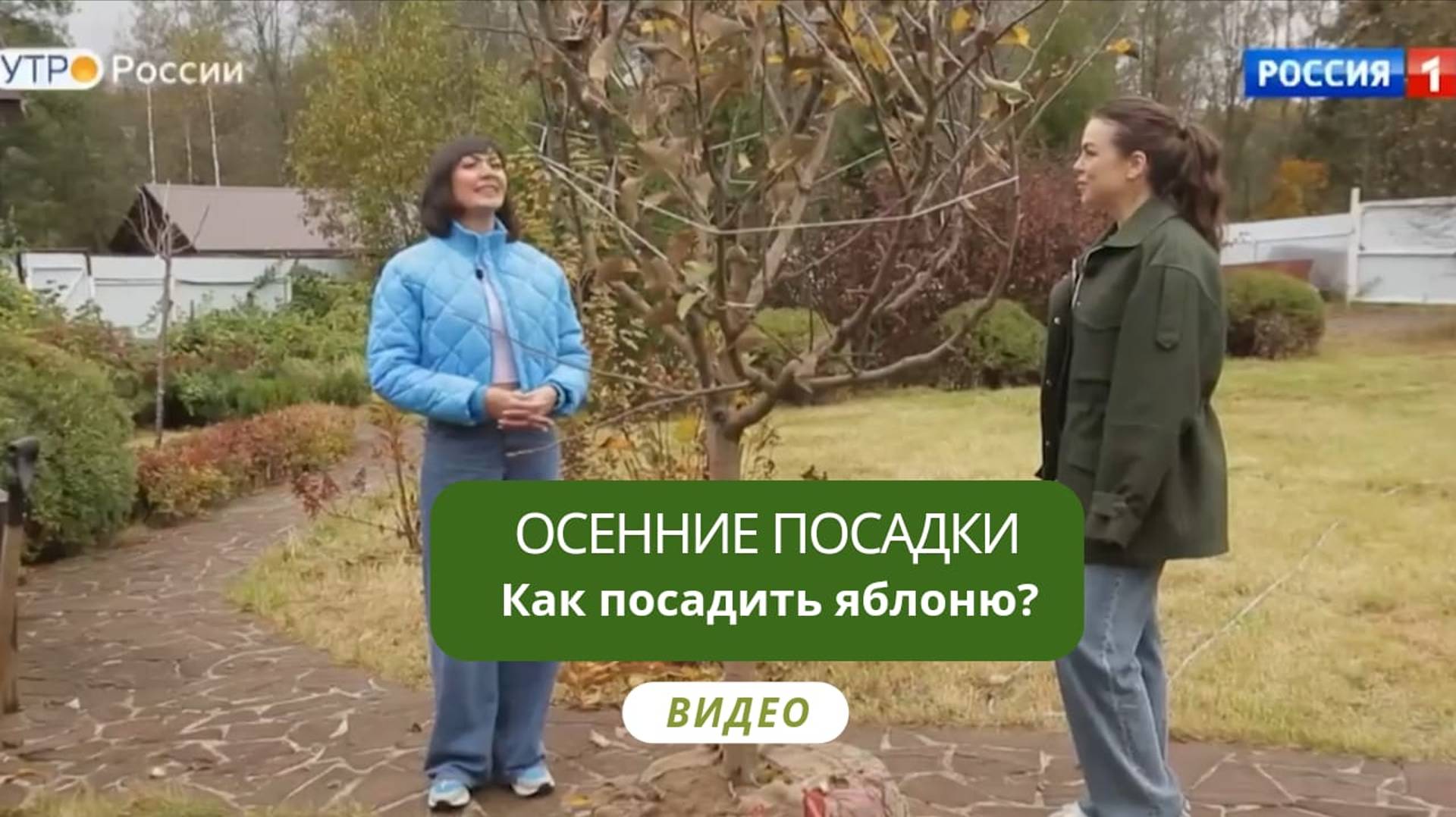 Как посадить яблоню осенью?