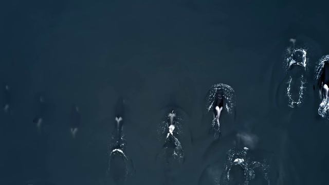 Классическая музыка для детей и животные от природы - 2