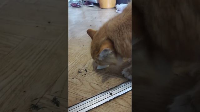 Дыня действительно вкусная..