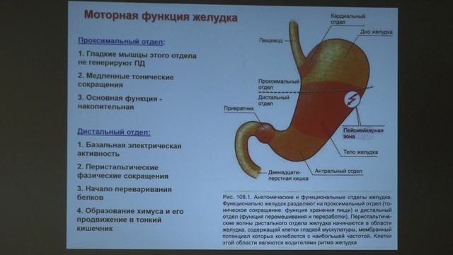 8. Физиология пищеварения. Часть 1. Физиология человека и животных - Тарасова О. С. Teach-in.
