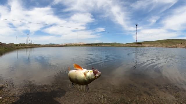 Ловля окуня на спиннинг и удочку на песчаном карьере.