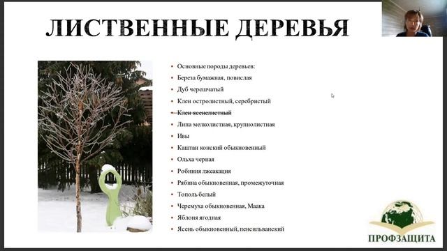 Дендрология часть 1