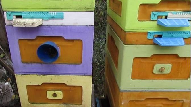 малоформатный улей 4,9  в октябре - сколько клеща Варроа нарастили пчелы за 3,5 месяца