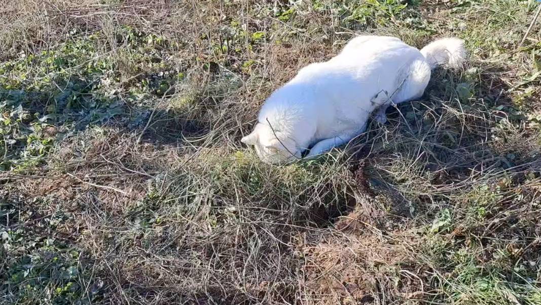 Последний облёт пчёл перед зимой. Как вывести мышей на пасеке