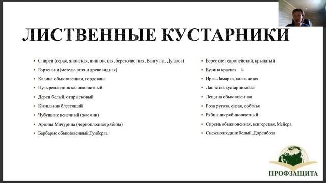 Дендрология часть 2