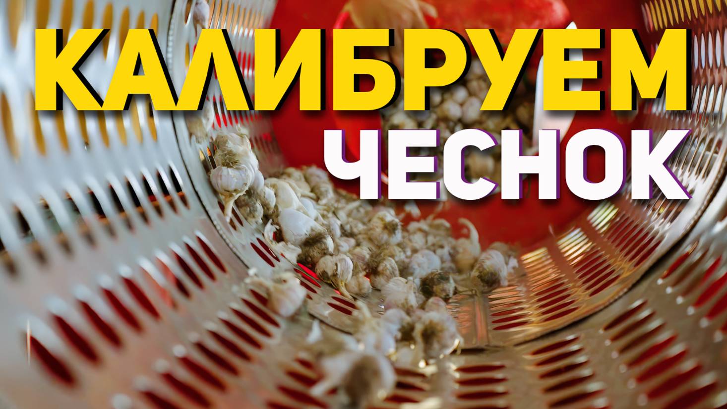 Сортировка чеснока с помощью калибровщика КГ-3000