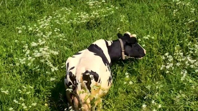 9 серия. Деда в волшебном лесу | Сериал "Старики во Вселенной - 2023"