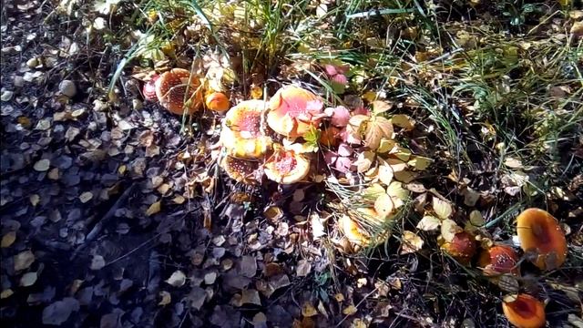 2016 09 25 Макарово