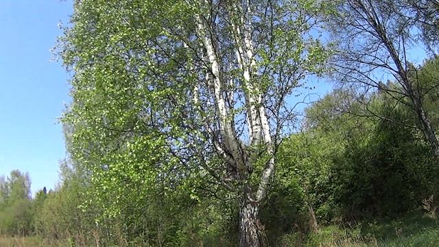 2023_05_18_Сылва