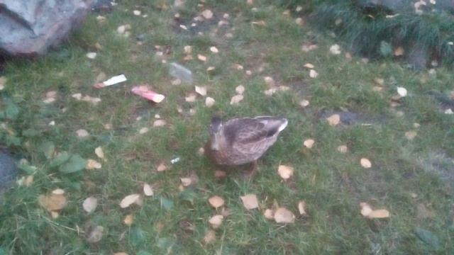 2022_09_23_Песчаное