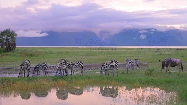 Классический  музыка и африканская животные для малышей