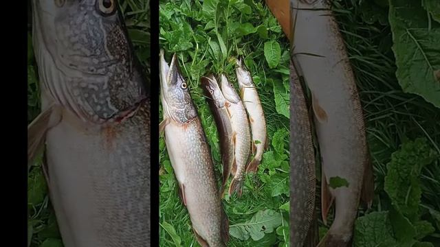 Результат рыбалки. Щуки пойманы.