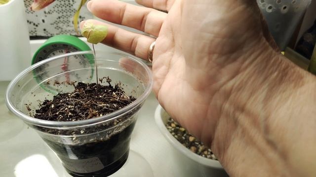 Dioscorea Elephantipes.