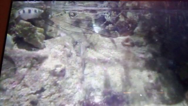 Москвариум. Рыбы - брызгуны.