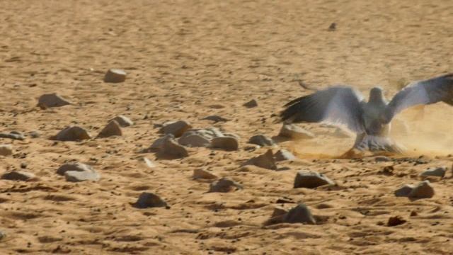 Каждое утро рябки совершают 200-километровое путешествие к водоему и обратно.