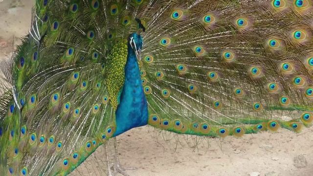 Классическая музыка для детей и животные от природы - 1