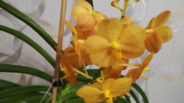 Королева орхидей - Ванда.