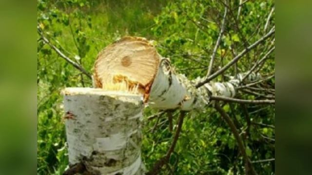 Кудесник русского слова к 233-летию со дня рождения С.Т.Аксакова