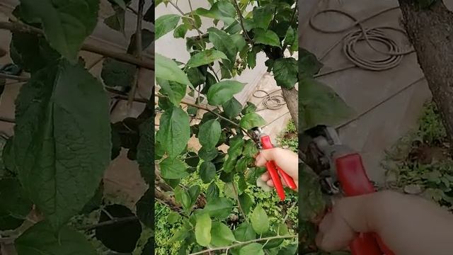 Видео "Правила обрезки деревьев и кустарников"