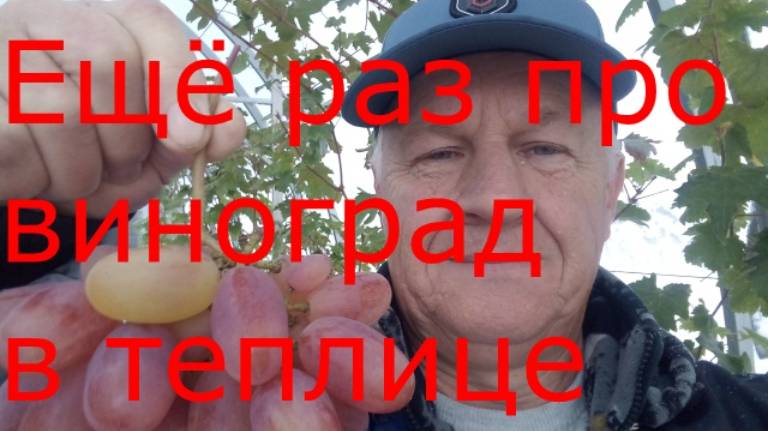 Ещё раз про виноград в теплице.