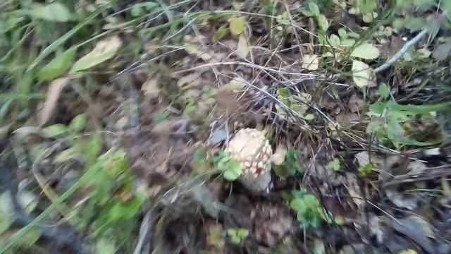 2022_09_17_Глухое