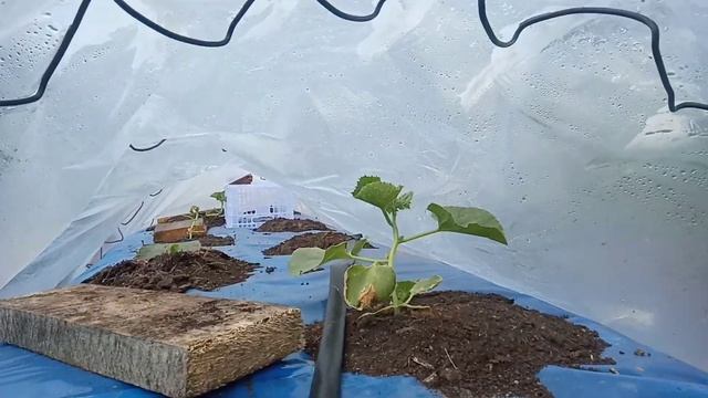 Мой эксперимент!! Какая грядка лучше??? Давайте вместе посмотрим и сравним???