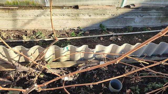 Октябрь 2024. Завершение сезона. Обрезка винограда.