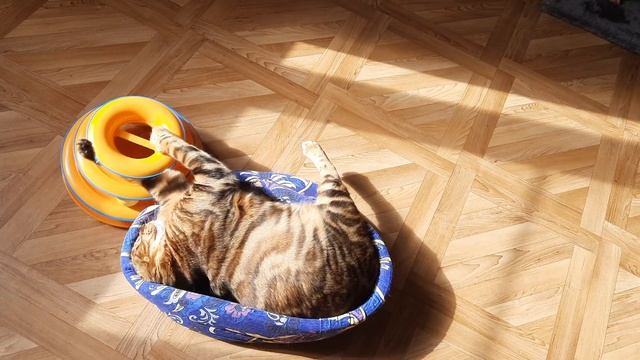 Ленивые игры 8 апреля 2024 г.