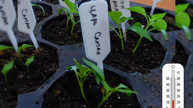 Перец сладкий Царь Салтан