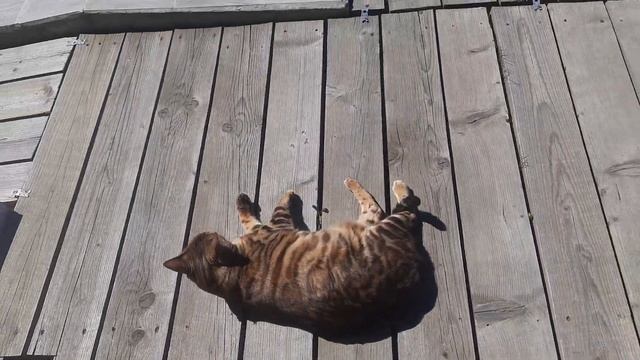 Кошачья радость