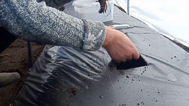 Получила посылку с рассадой фриго из Магнитогорска, Квики и зем.клубника Барыня.