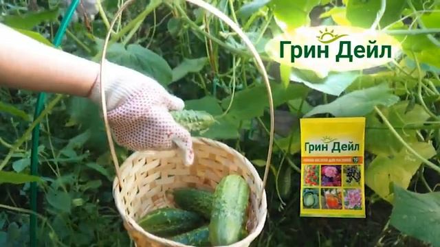 Кислота янтарная для растений Грин Дейл