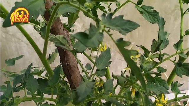 Томат Вкусника