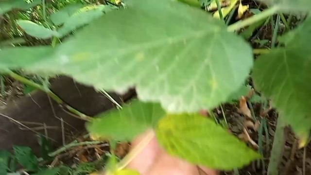 Что нужно делать с малиной после сбора урожая.