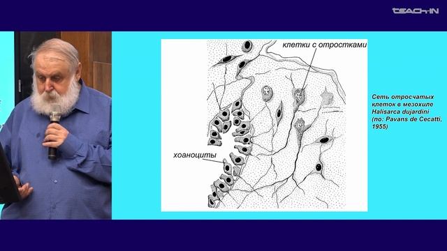6. Тип Porifera (Губки). Зоология беспозвоночных - Малахов В.В. Teach-in.