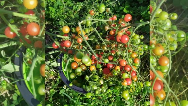 Томат Cладкая семейка F1