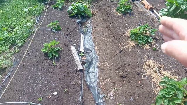 Земклуника Барыня, клубника Квики и из СССР.