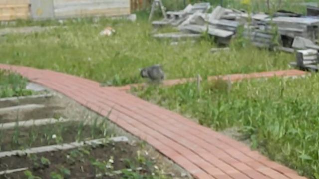 КОШКА НА ПЕНСИИ.