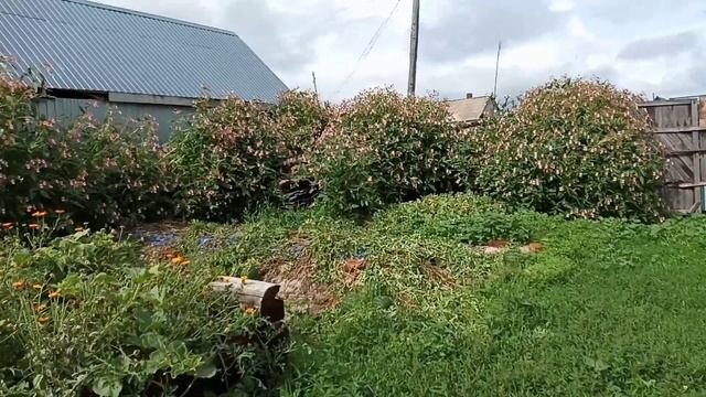 Что делать с арбузами???