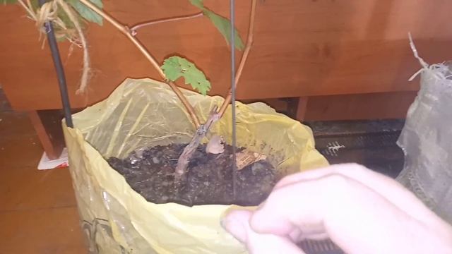 Обзор 2х летних саженцев винограда и рассада саженцев клубники фриго.