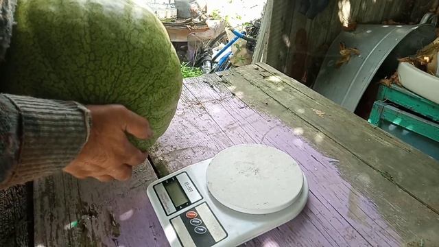 Мой первый в жизни  урожай арбузов!