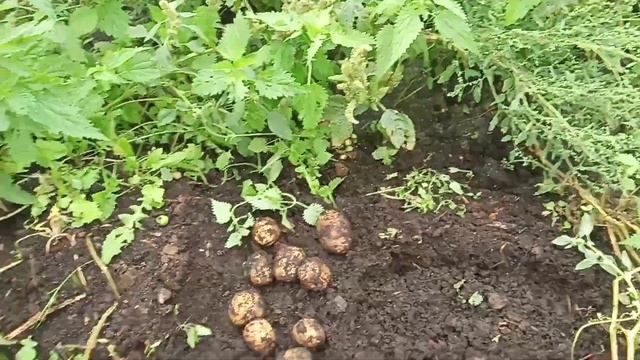 Я не знаю как копать картошку?!