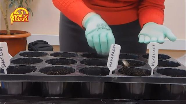 Перец сладкий Искандер F1