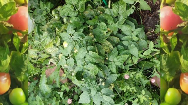 Томат Бамбини F1