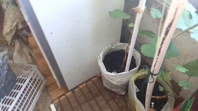 Продолжаем наблюдение за виноградом из косточки.