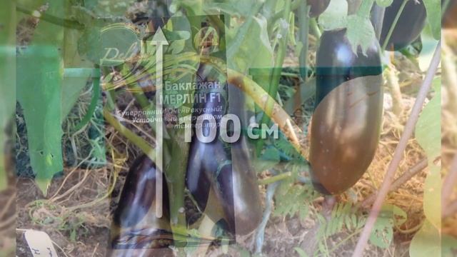 Баклажан Мерлин F1
